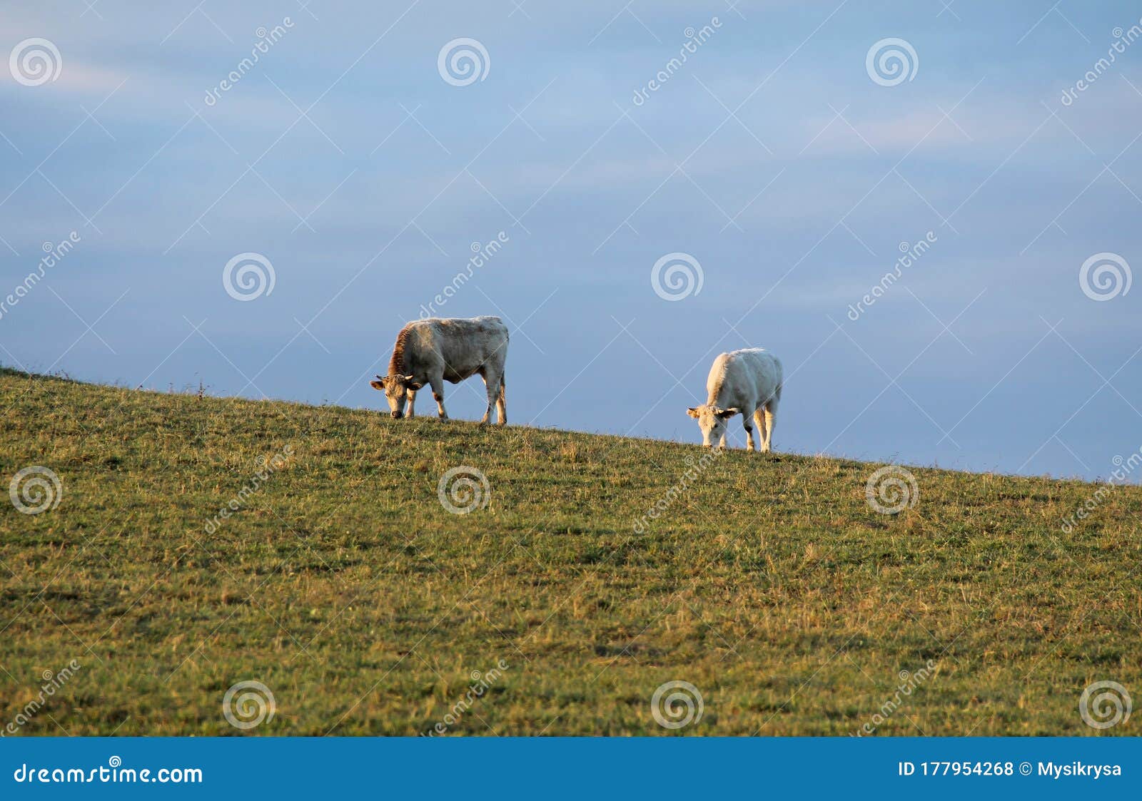 Cows in the evening stock photo. Image of countryside - 177954268
