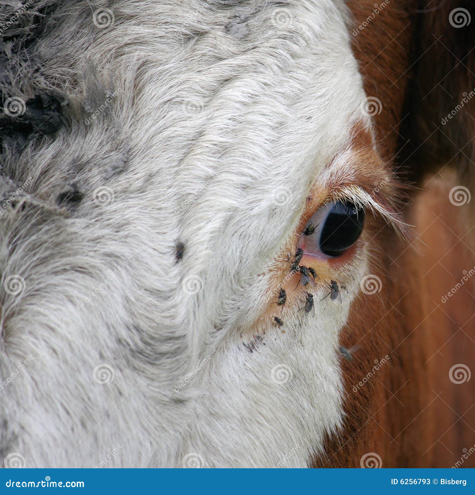 Cows eye stock image. Image of annoy, pasture, irritate - 6256793