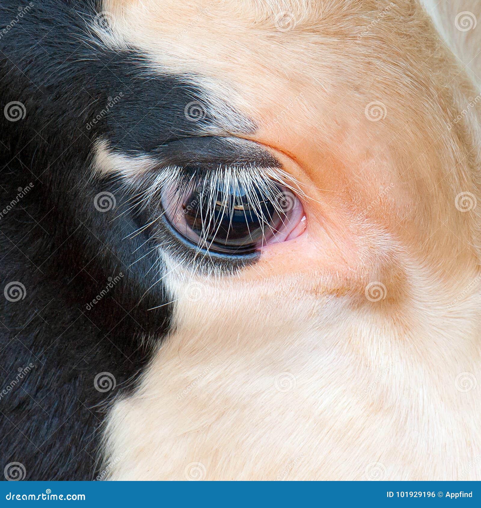 Cows eye stock photo. Image of cows, closeup, dairy - 101929196