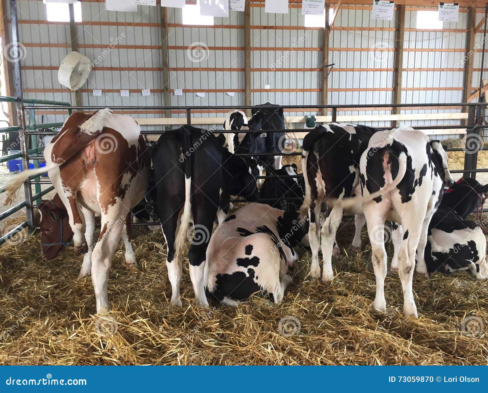 Cows at the Fair stock photo. Image of cattle, county - 73059870