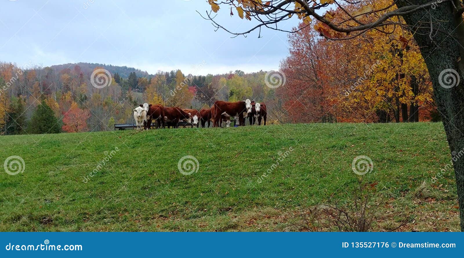 Cows in the fall stock photo. Image of herd, cattle - 135527176