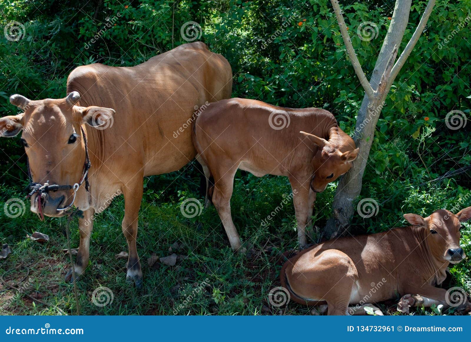 The cows family stock image. Image of colorful, peach - 134732961