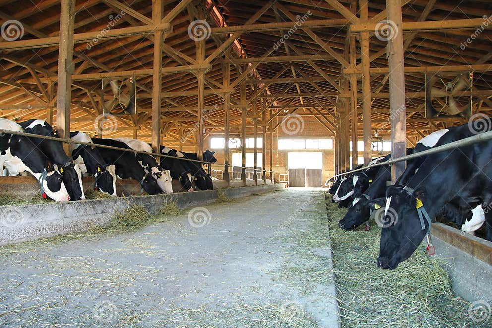 Cows on Farm stock photo. Image of agriculture, holstein - 25262722