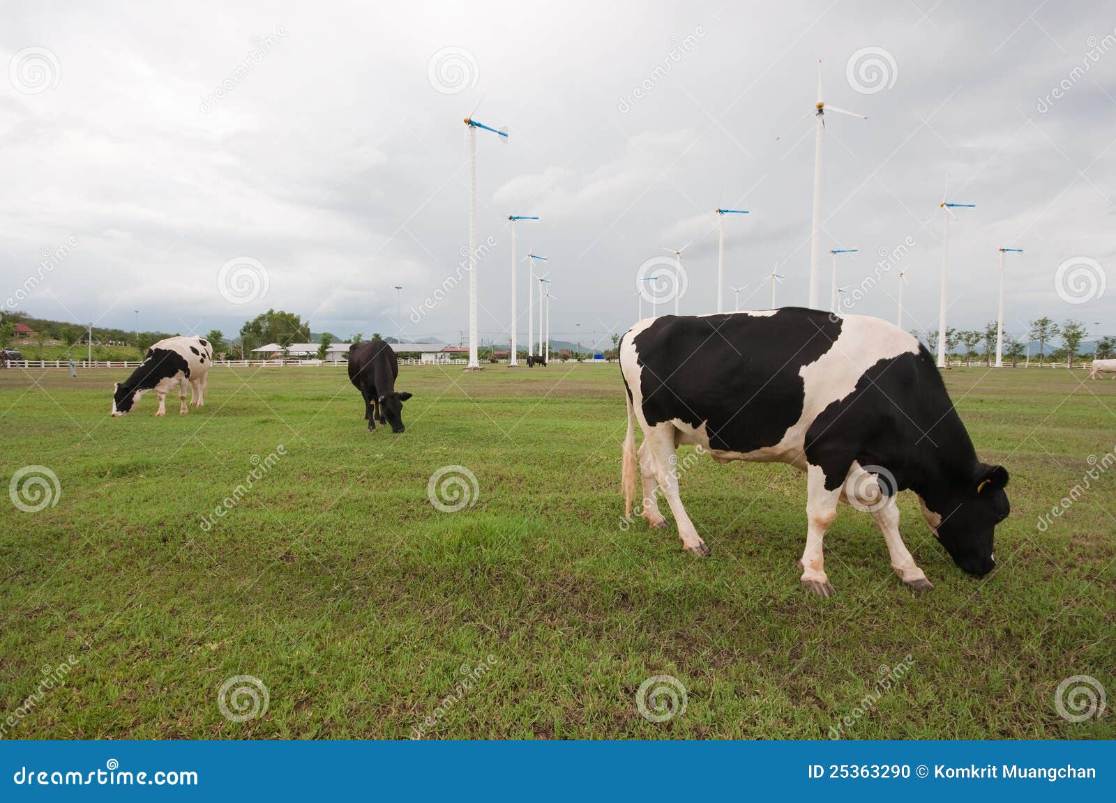 Cows farm stock photo. Image of group, livestock, healthy - 25363290