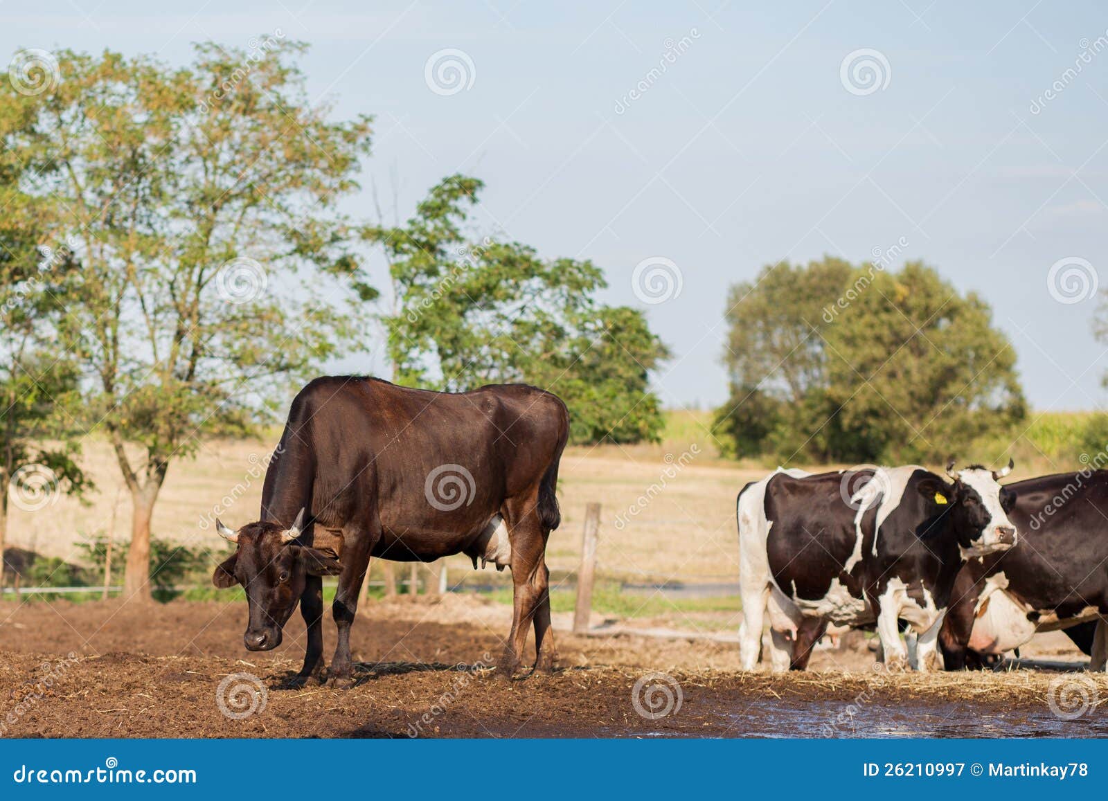 Cows on a farm stock image. Image of farm, brown, cattle - 26210997