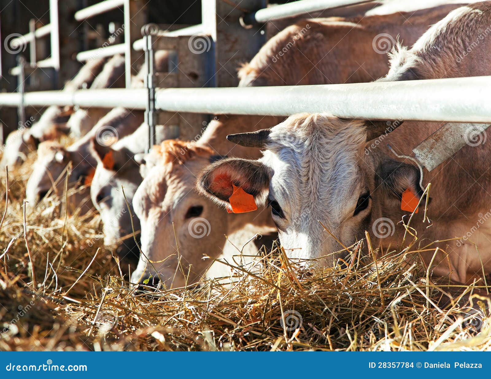 Cows in farm stock photo. Image of construction, italian - 28357784