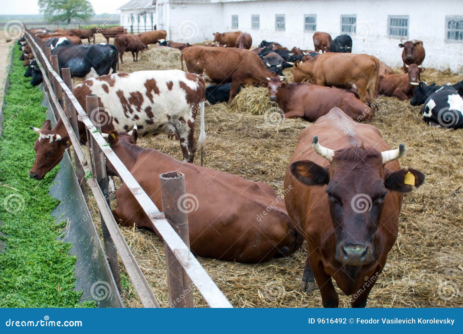 Cows on a farm. stock photo. Image of milk, breed, herd - 9616492