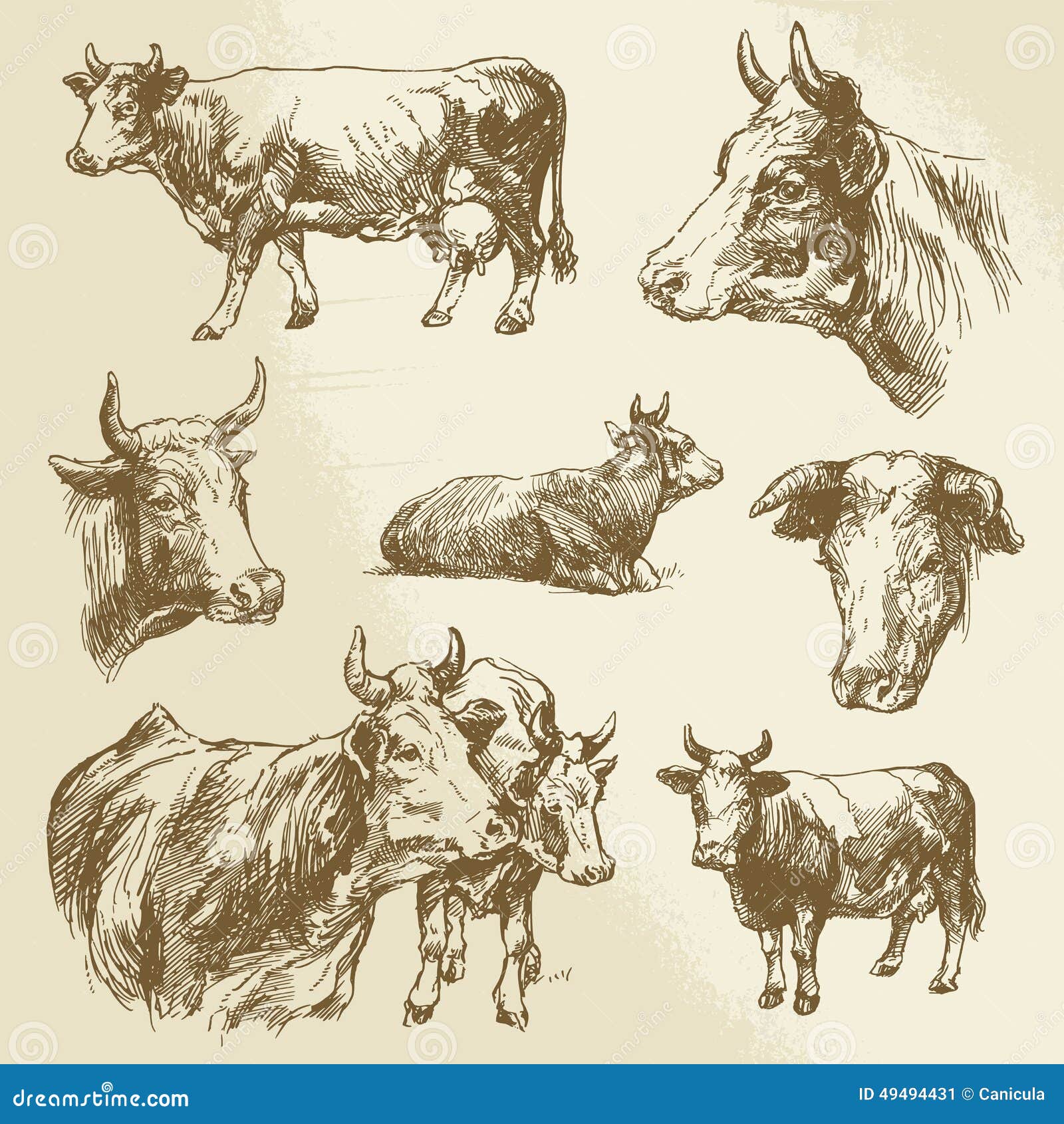 Cows, farm animal stock vector. Illustration of milk - 49494431