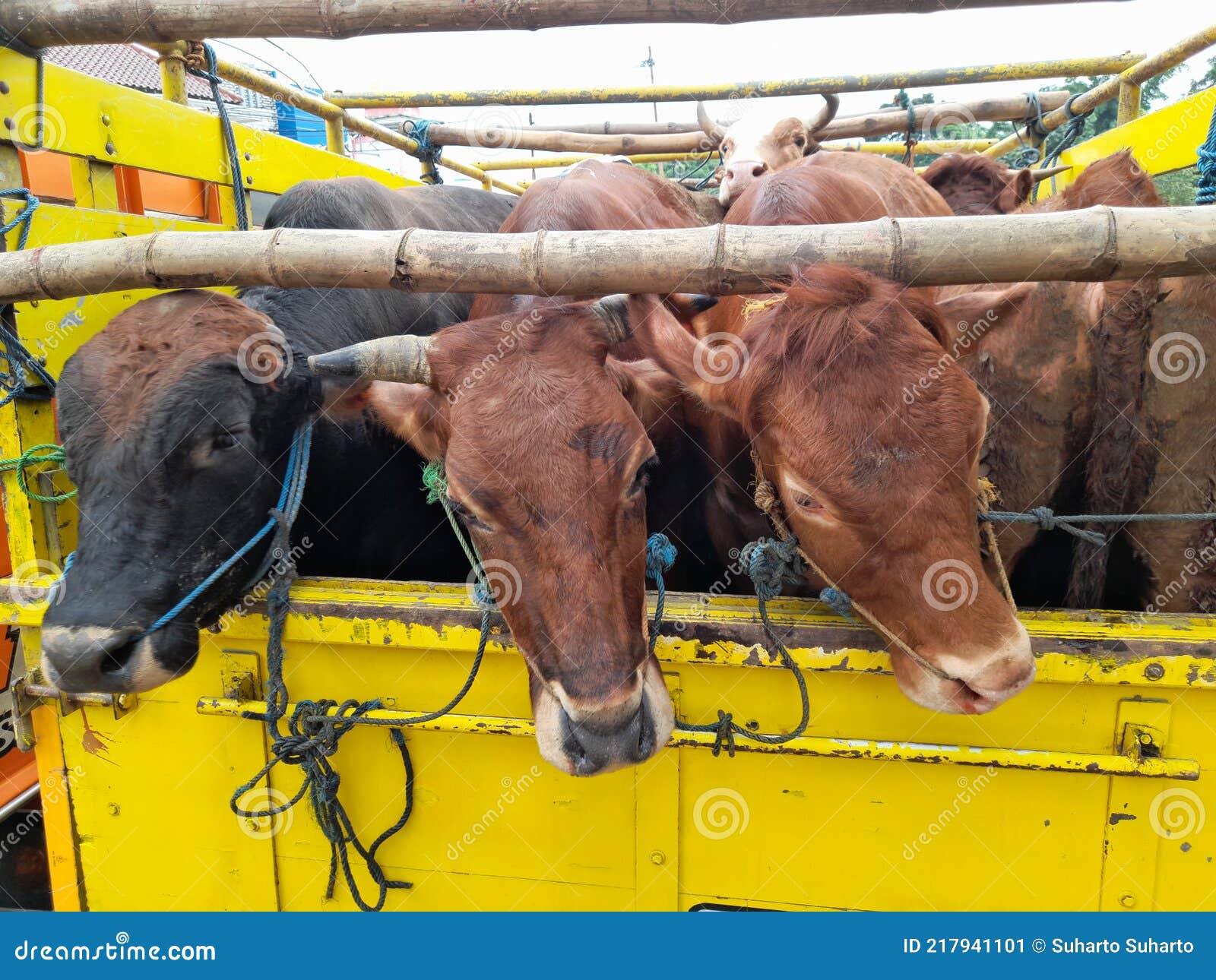 Cows in a farm stock image. Image of concept, domestic - 217941101