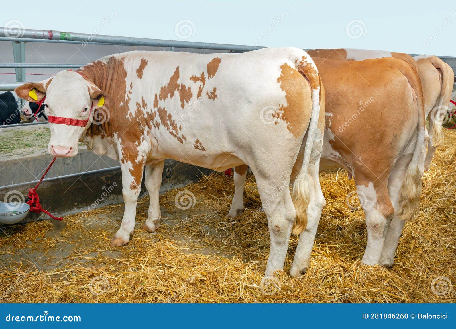 Cows at Farm stock photo. Image of straw, standing, farm - 281846260