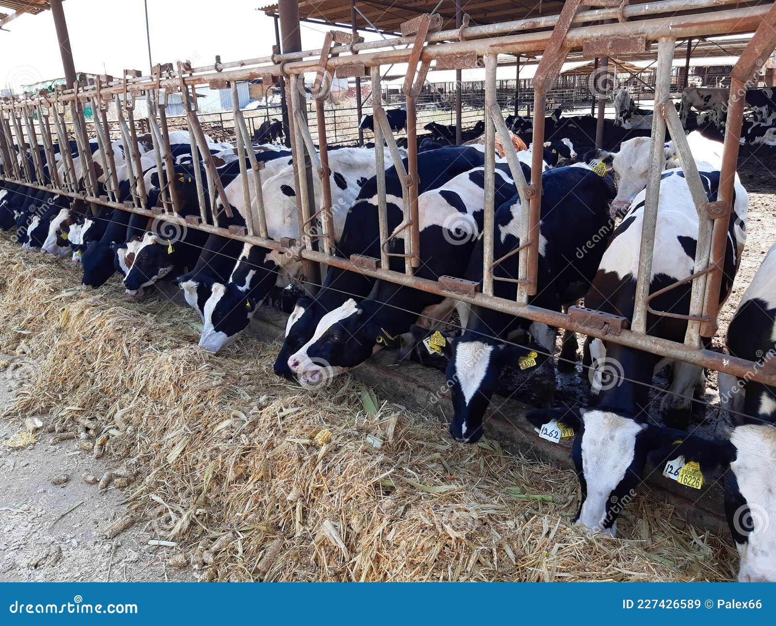 Cows on a farm stock image. Image of domestic, face - 227426589
