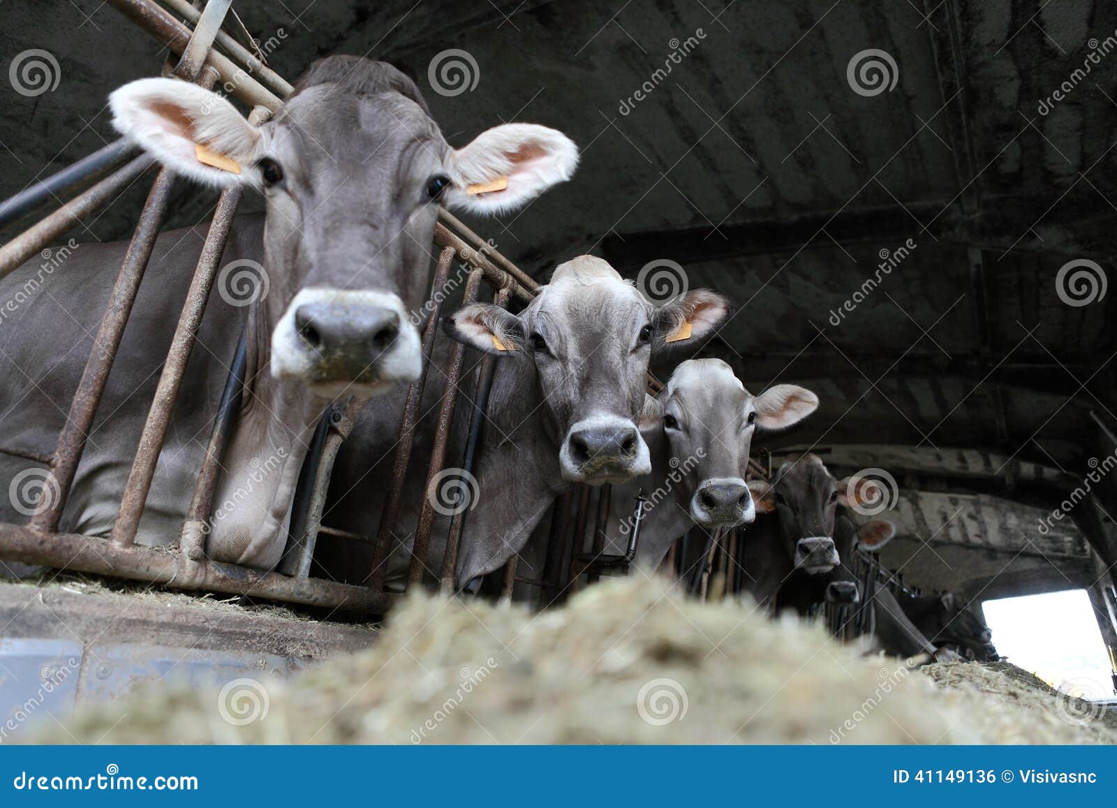 Cows farm stock photo. Image of husbandry, barns, countryside - 41149136