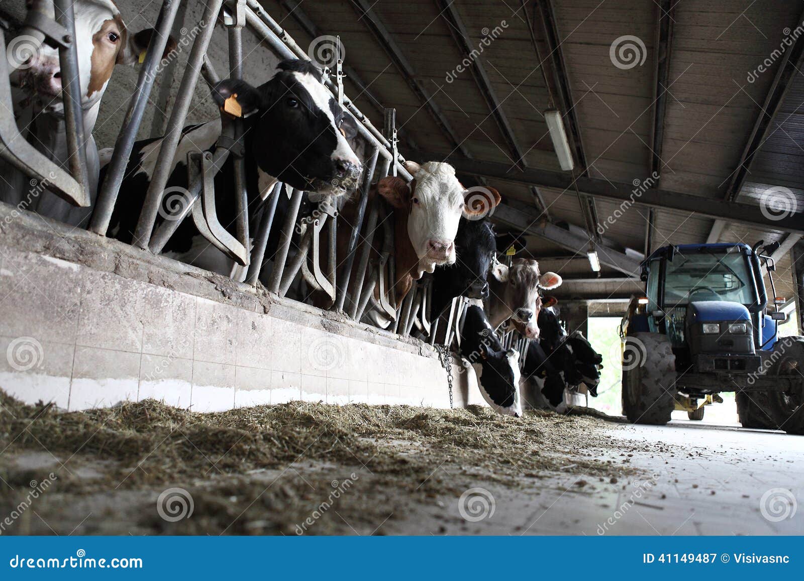 Cows farm stock image. Image of business, breeding, dairy - 41149487