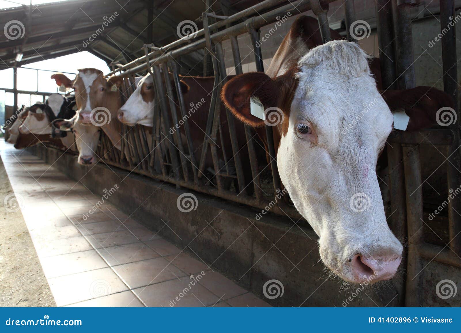 Cows farm stock photo. Image of barns, farmer, beef, agricultural ...