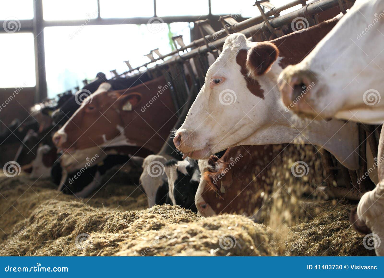 Cows farm stock photo. Image of feeding, business, animals - 41403730