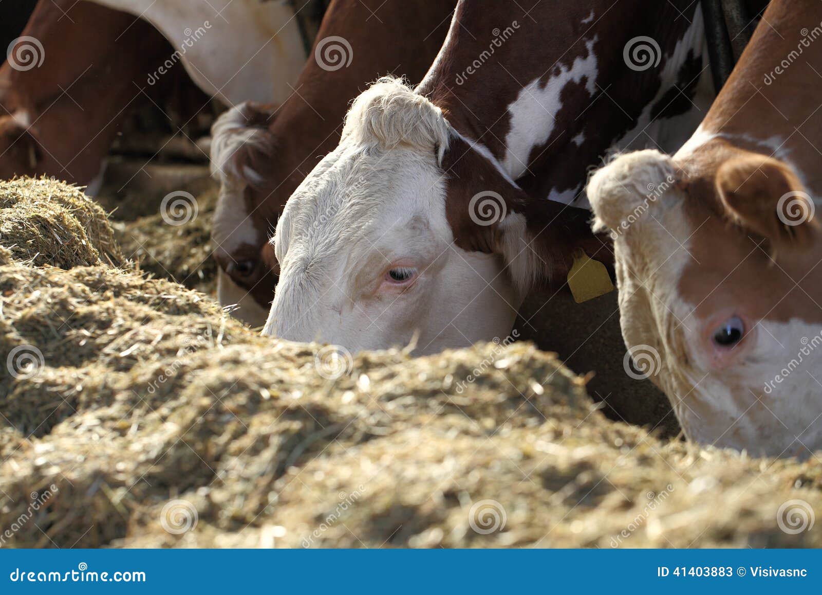 Cows farm stock image. Image of head, countryside, feeding - 41403883