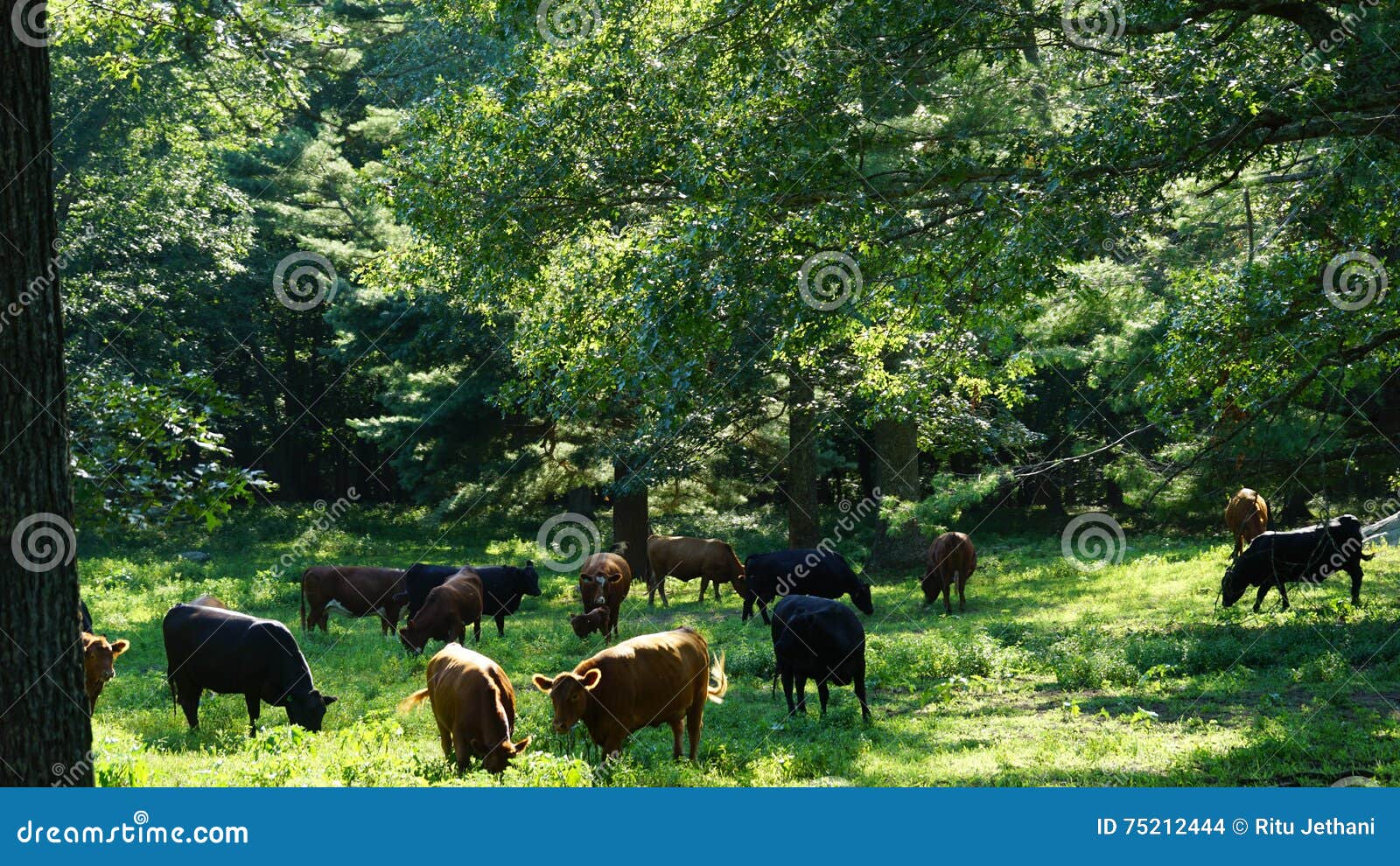 Cows on Farm in Connecticut Stock Photo - Image of farm, forest: 75212444