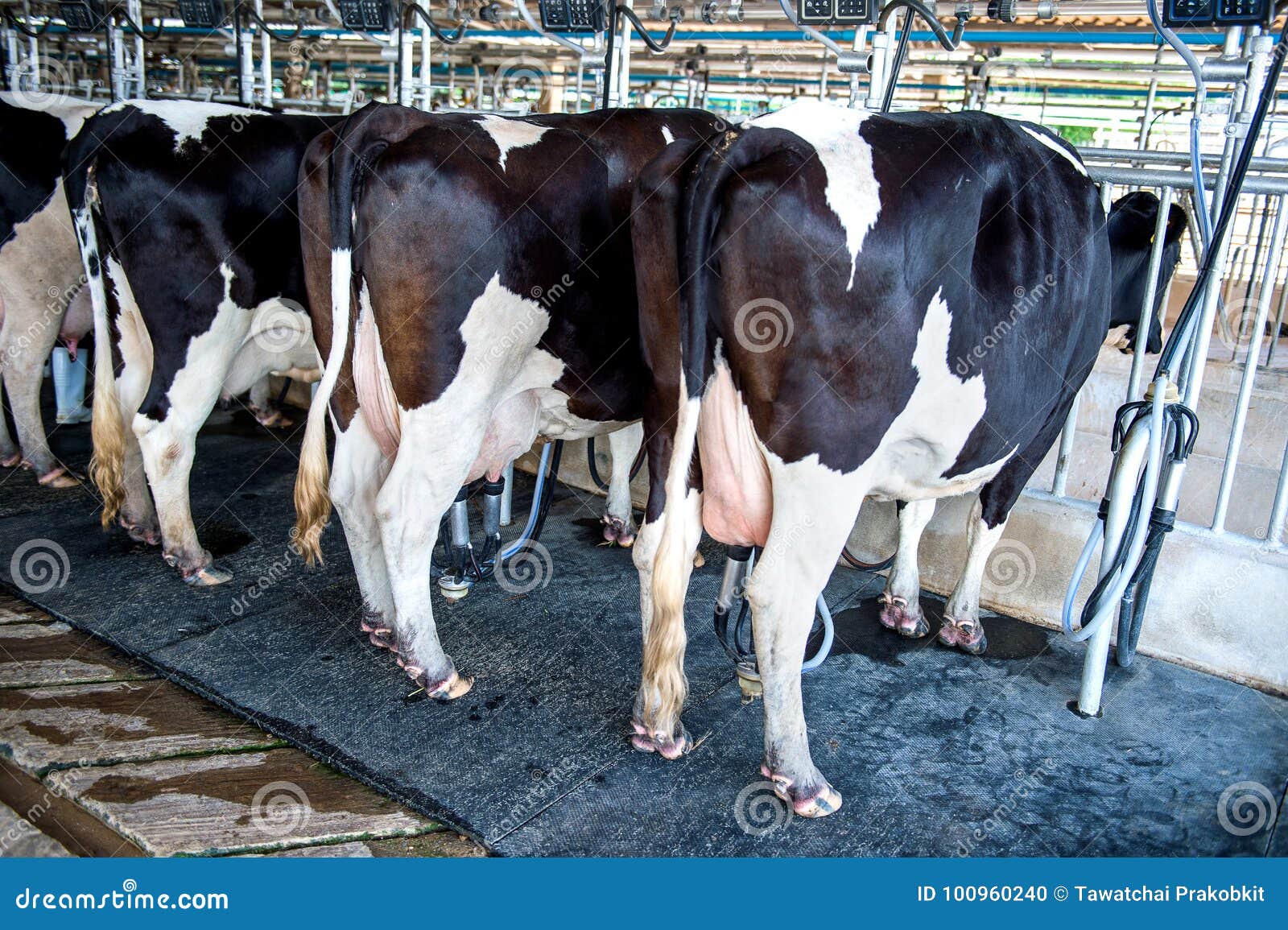 Cow Milking Facility On Dairy Farm Stock Photography | CartoonDealer ...