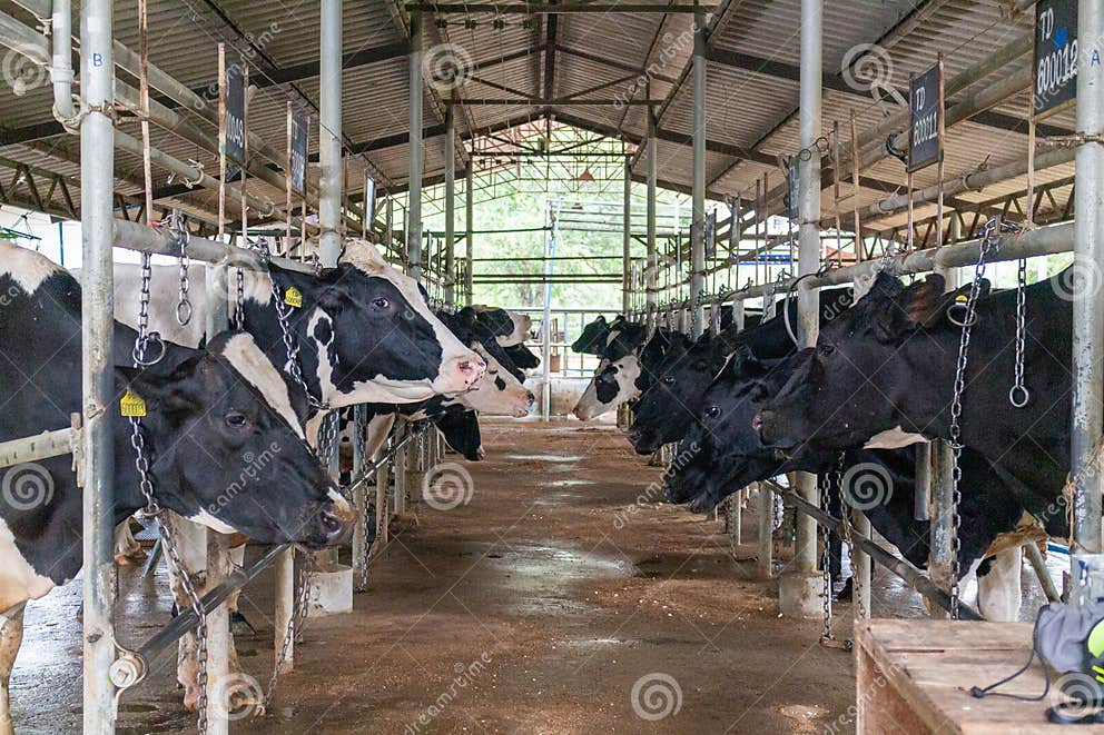 Cows in a Farm. Cowshed with Black and White Cows Stock Image - Image ...