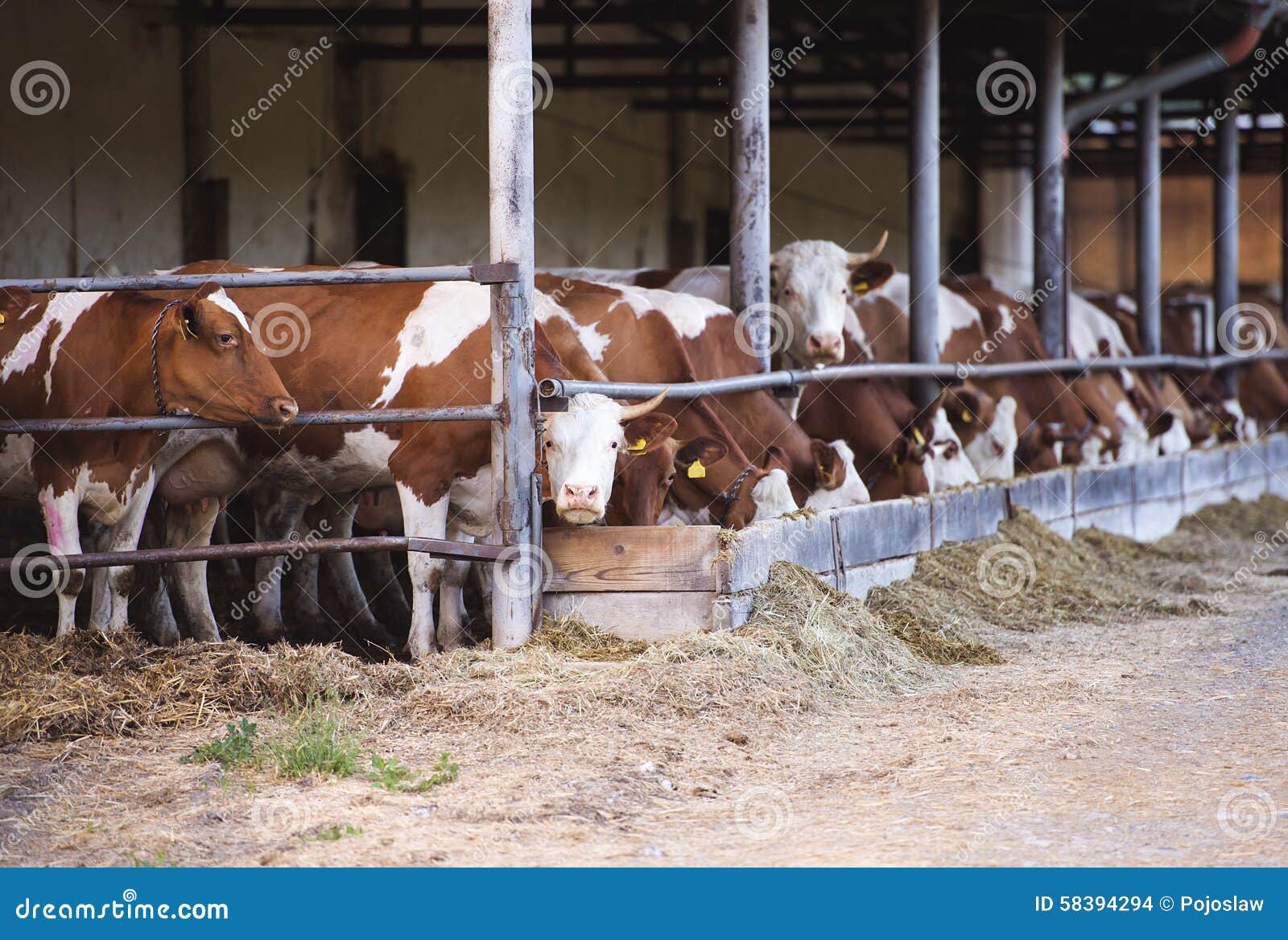 Cows in a farm cowshed stock photo. Image of raising - 58394294