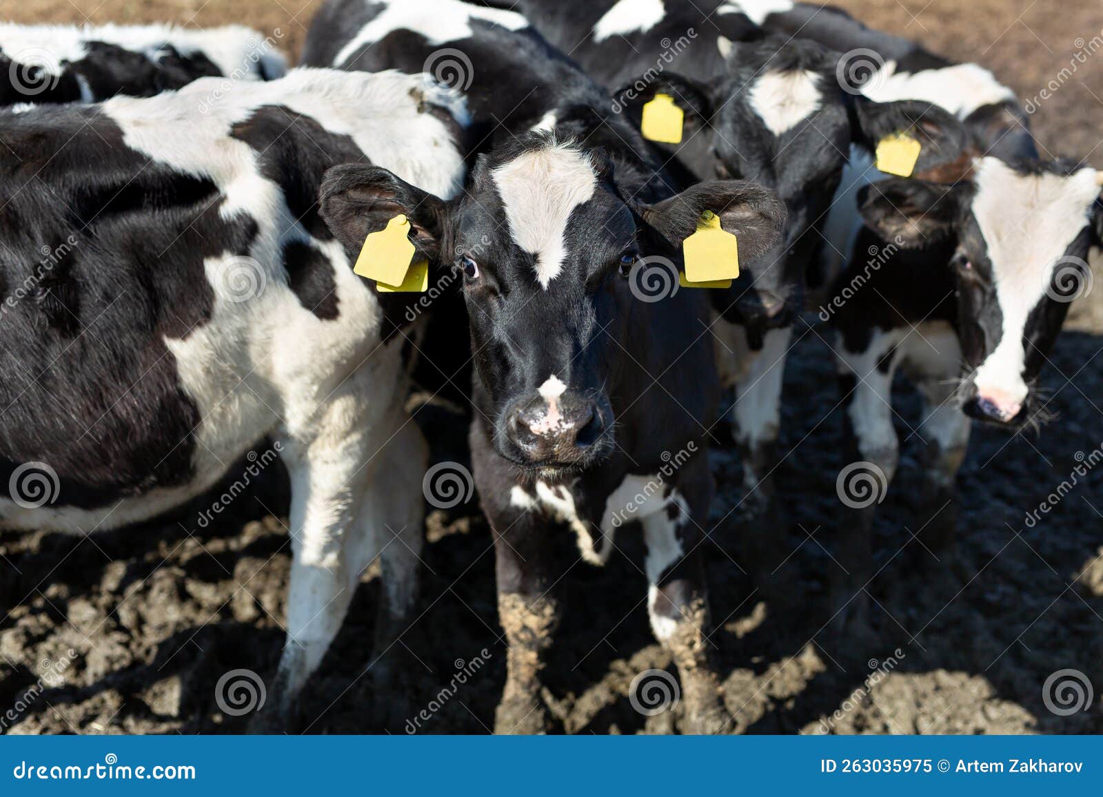 Cows on the Farm, in the Cowshed, in the Paddock. Stock Image - Image ...