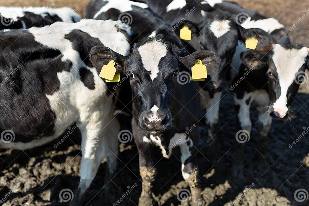 Cows on the Farm, in the Cowshed, in the Paddock. Stock Image - Image ...