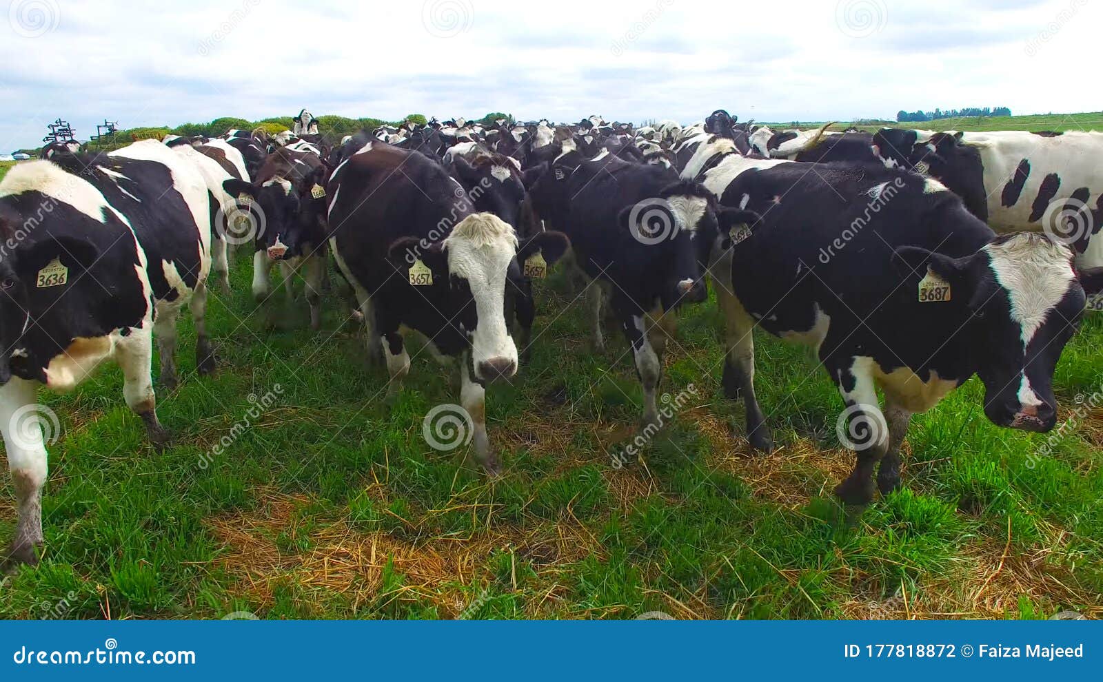Cows in a Farm. Dairy Cows in a Farm Stock Photo - Image of background ...