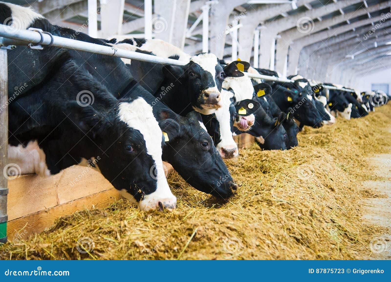Cows in a farm. Dairy cows stock image. Image of cattle - 87875723