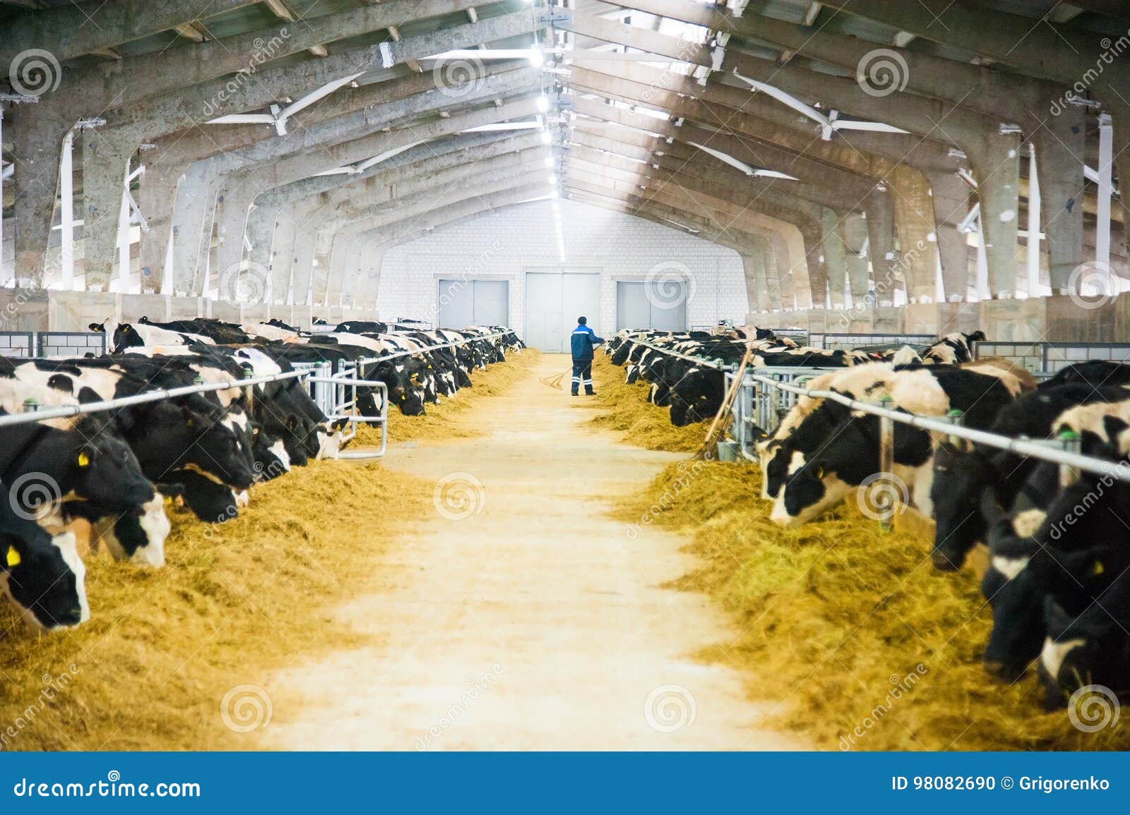 Cows in a farm. Dairy cows stock photo. Image of milk - 98082690