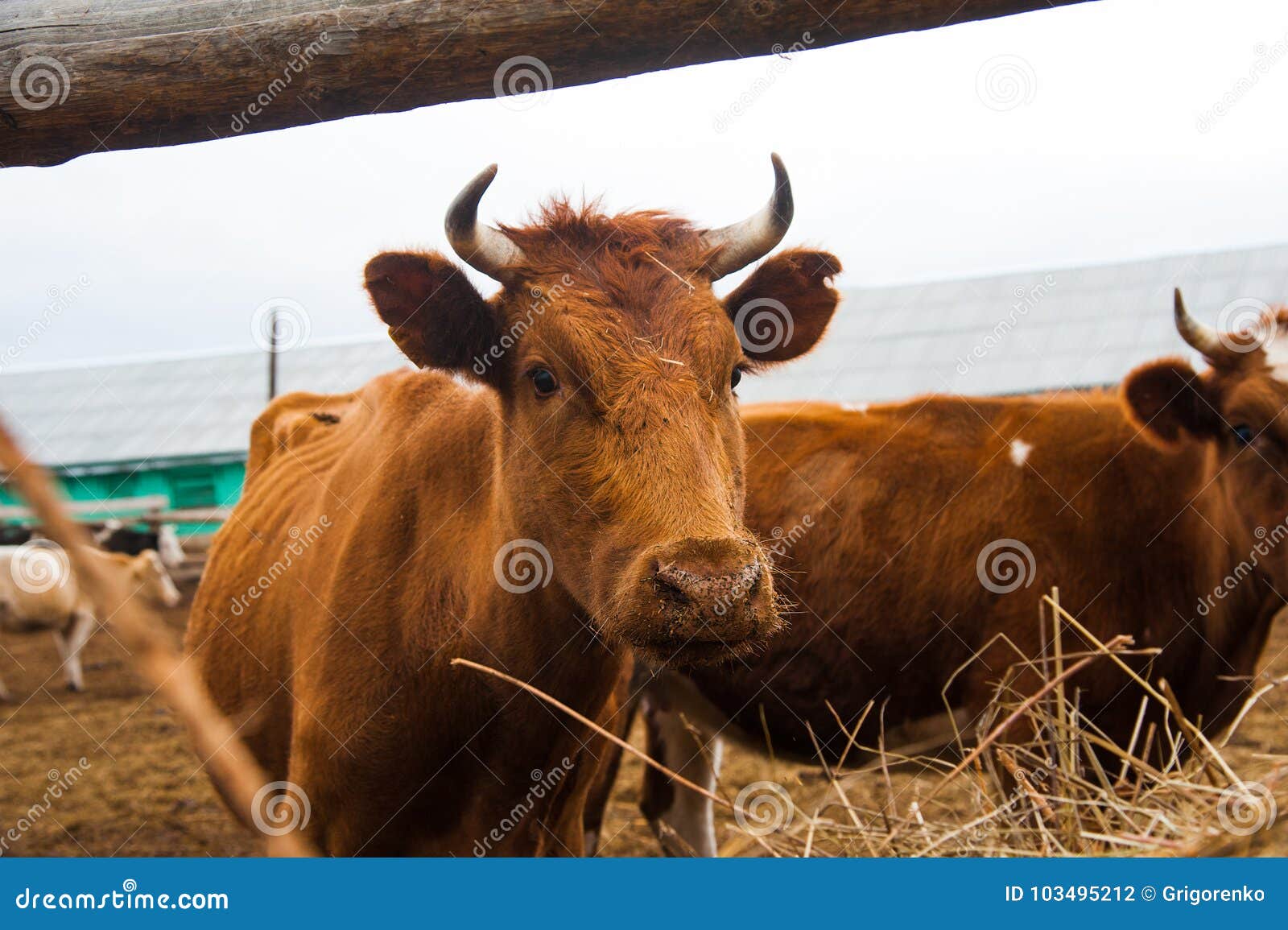 Cows in a farm. Dairy cows stock photo. Image of cows - 103495212