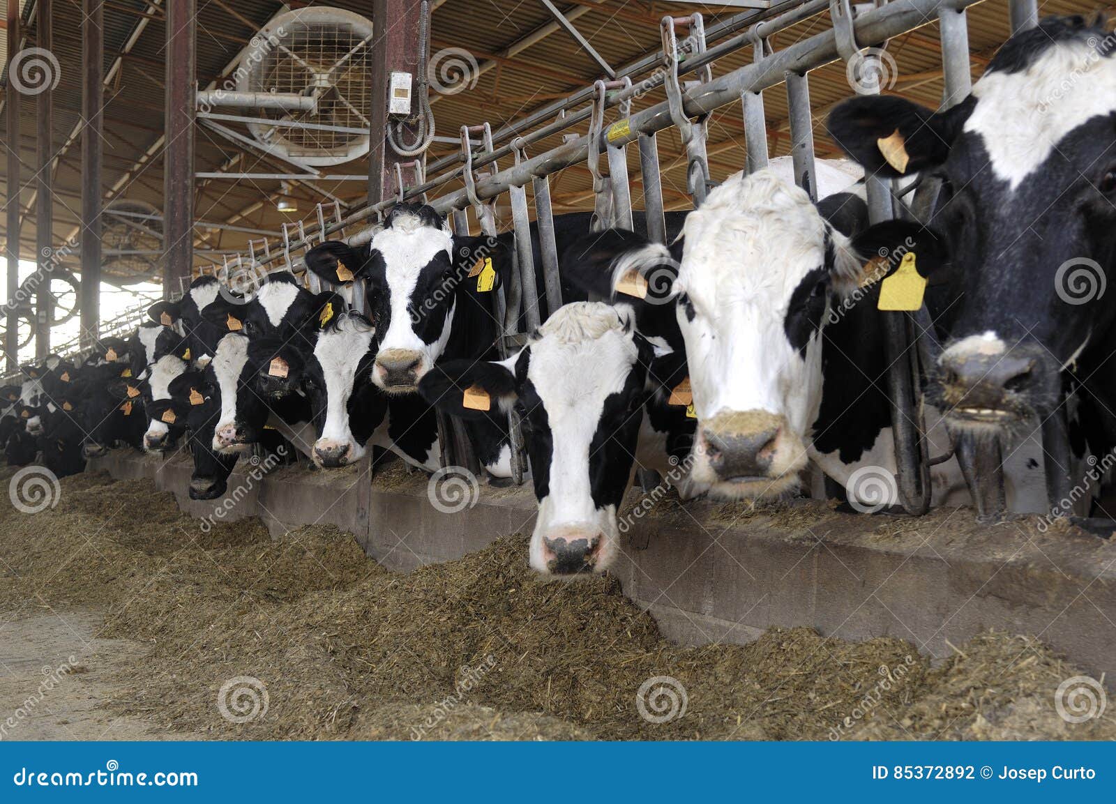 Cows on a farm stock photo. Image of inside, dairy, beef - 85372892