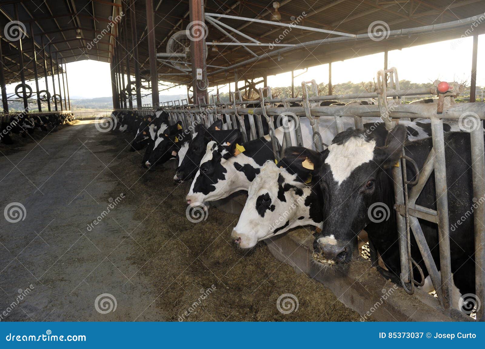 Cows on a farm stock image. Image of rack, agriculture - 85373037