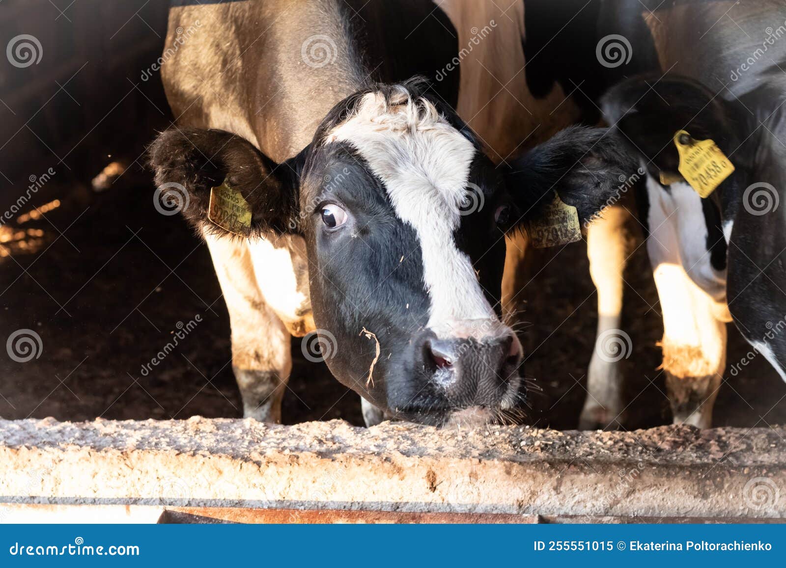 Cows on the Farm. Dairy Cows Look into the Camera Close-up Stock Image ...