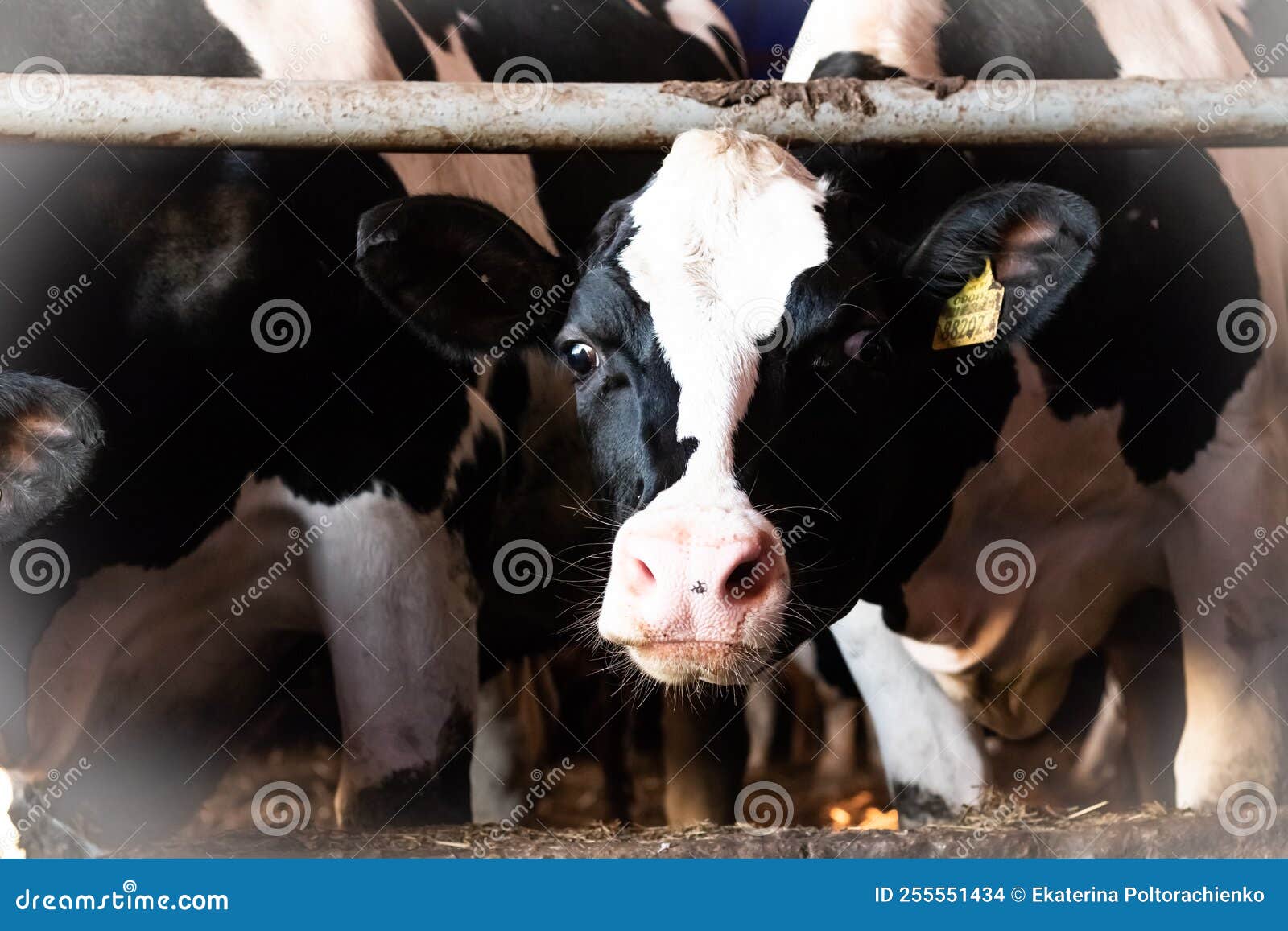 Cows on the Farm. Dairy Cows Look into the Camera Close-up Stock Photo ...
