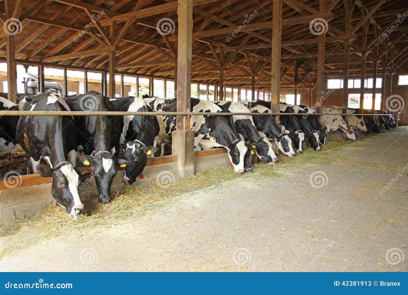 Cows in a farm stock image. Image of barn, agriculture - 42381913