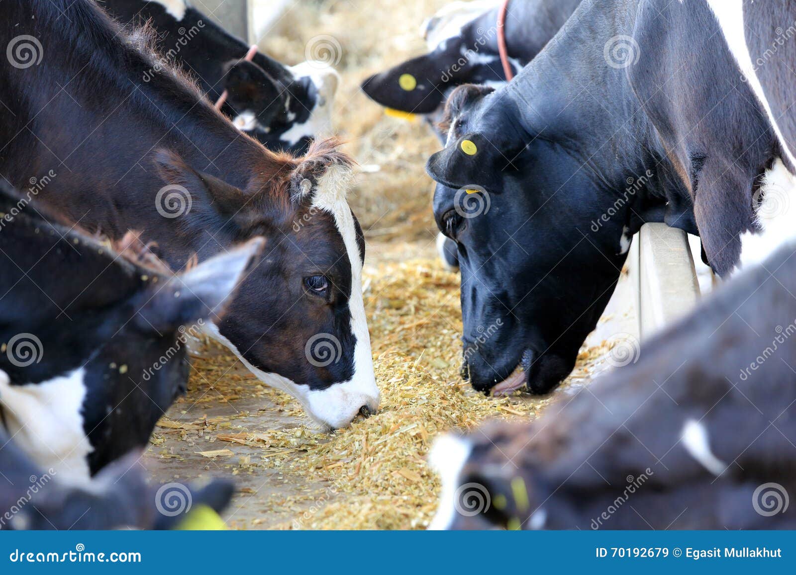 Cows on Farm stock image. Image of animal, herd, dairy - 70192679