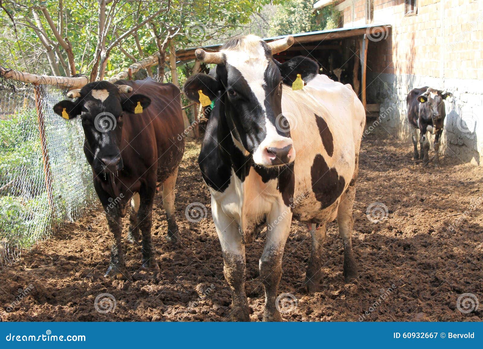Cows on a Farm Growing Industrial Stock Image - Image of stewed, cows ...