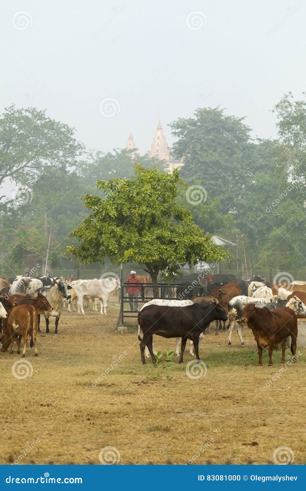 Cows on a farm in India. editorial image. Image of life - 83081000