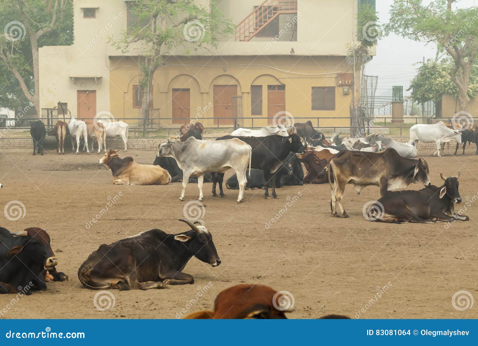 Cows on a farm in India. stock photo. Image of scene - 83081064