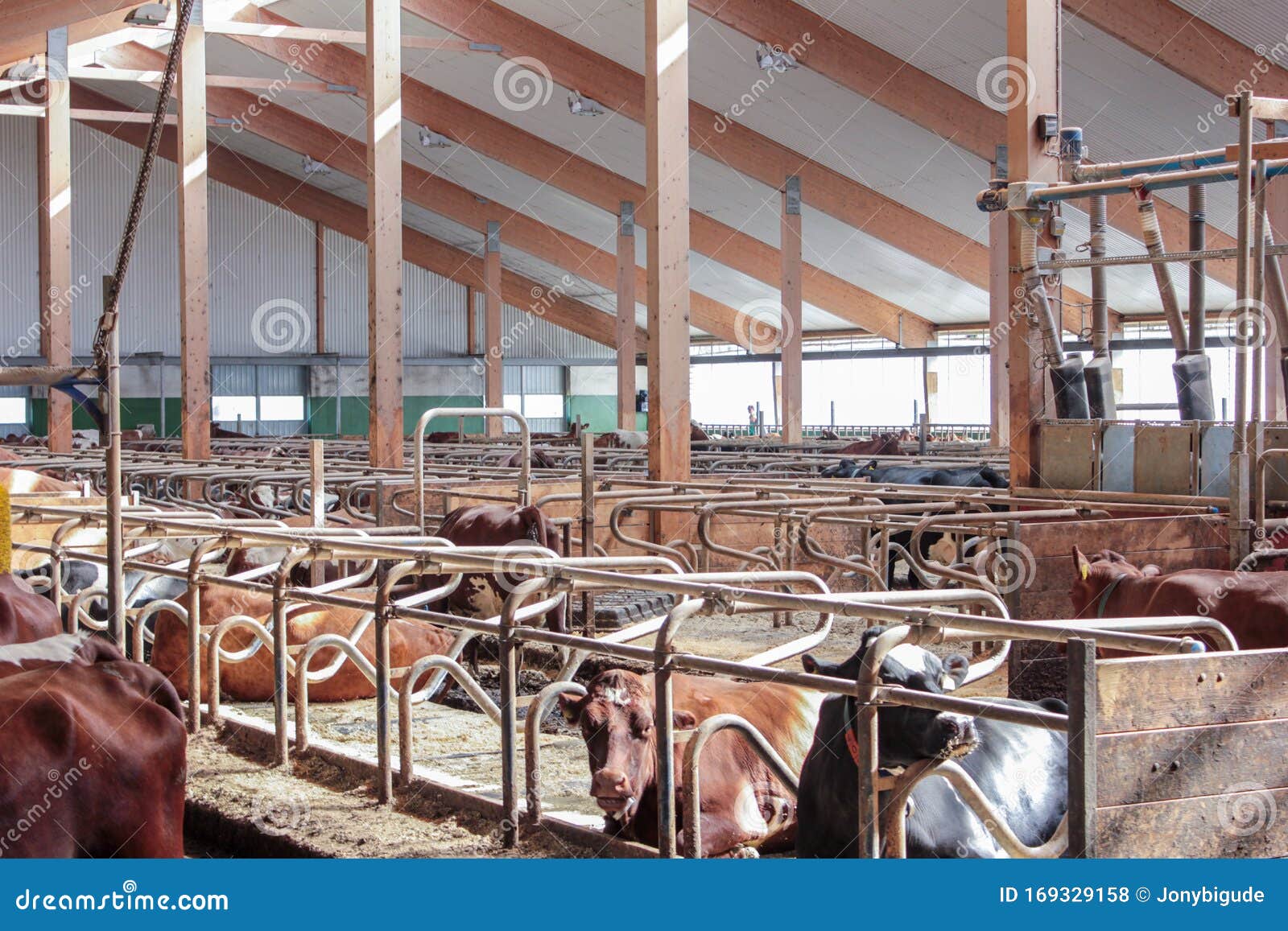 Cows in a farm indoors editorial stock photo. Image of cattle - 169329158