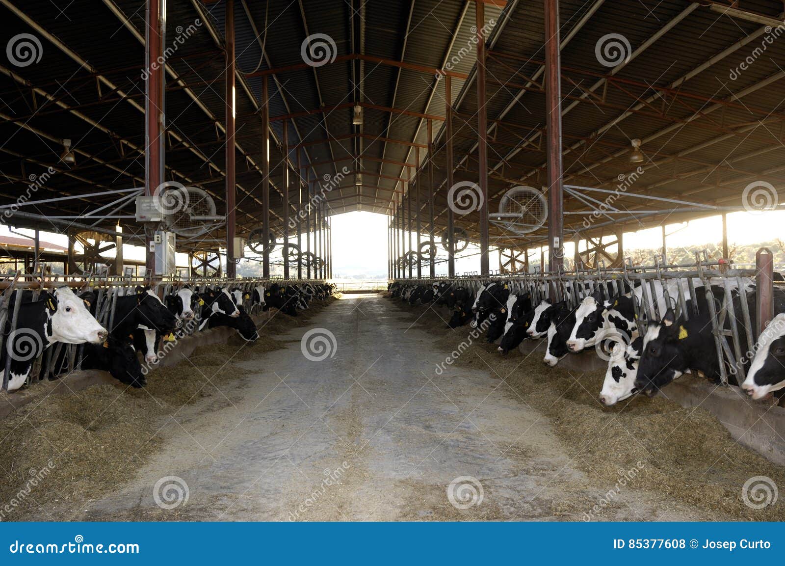 Cows on a farm stock photo. Image of straw, indoors, rearing - 85377608