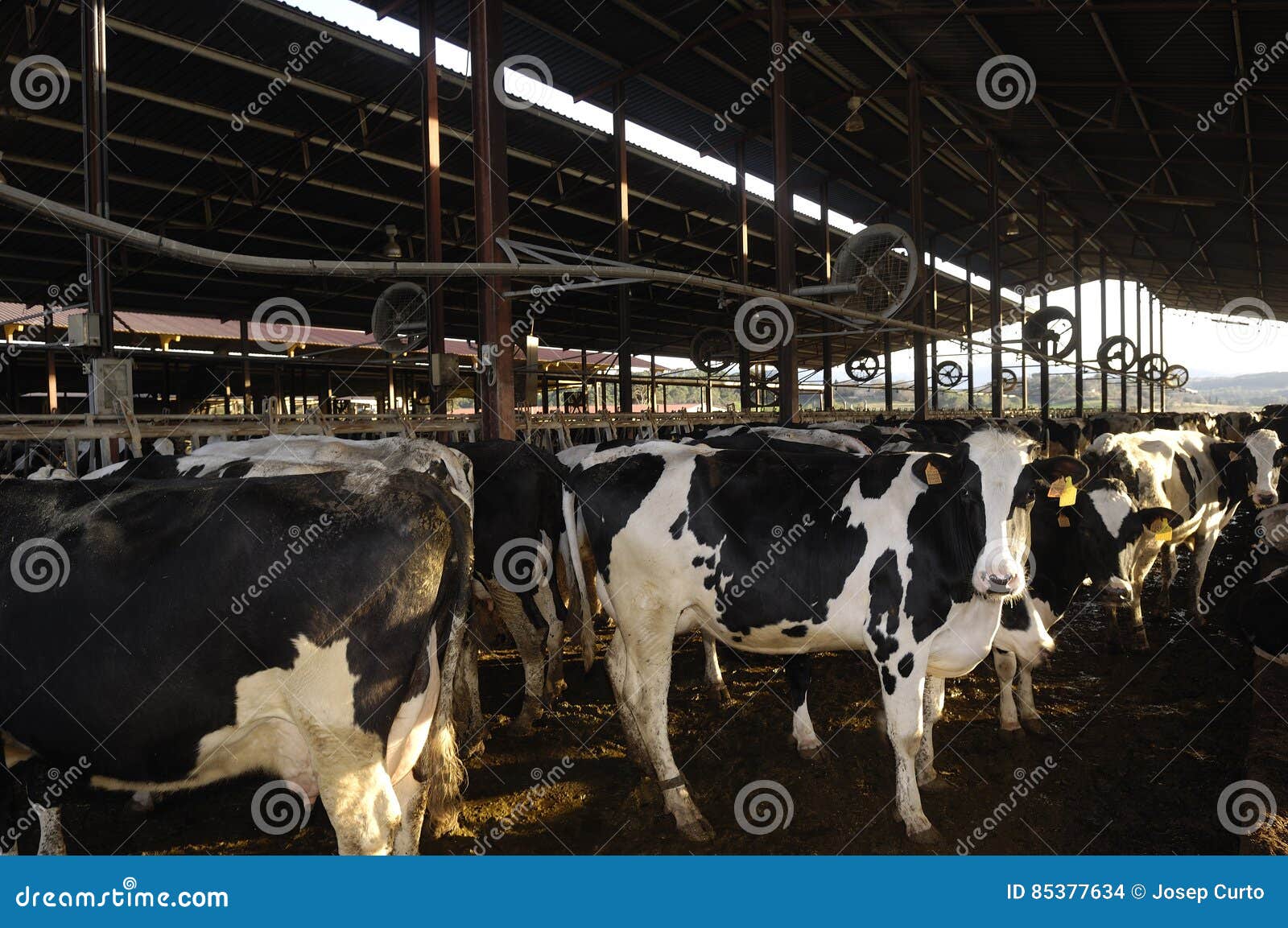 Cows on a farm stock photo. Image of livestock, stable - 85377634