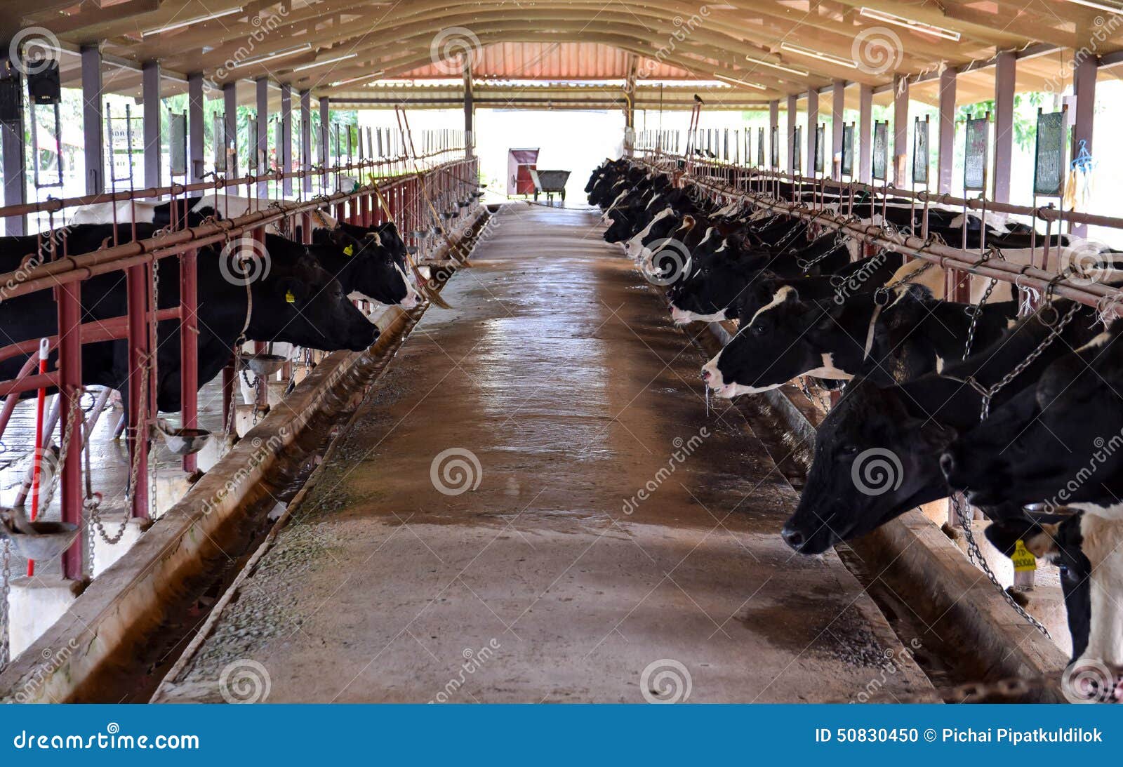 Cows on farm. stock photo. Image of stall, breeding, barn - 50830450