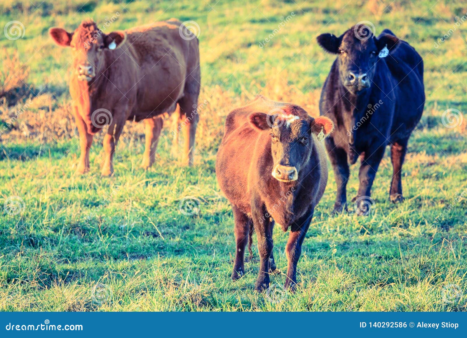 Cows in a farm in Kentucky stock photo. Image of country - 140292586