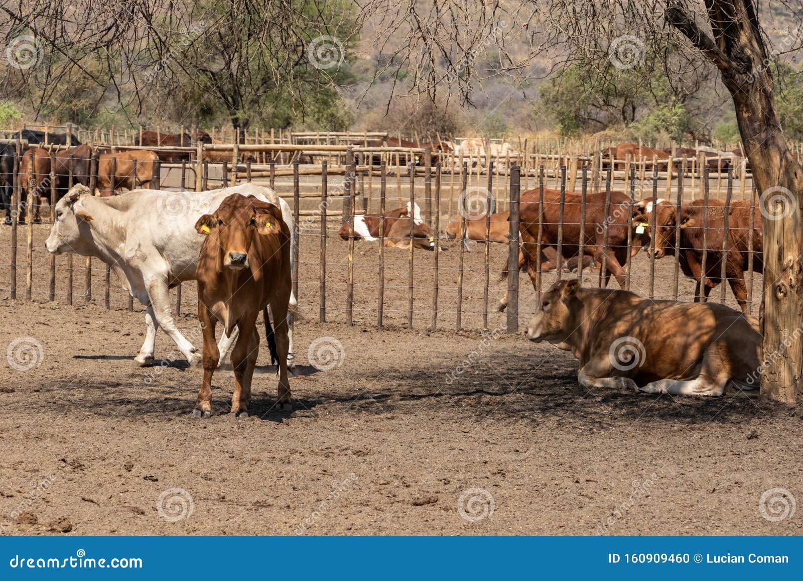 Cows at the Farm in Botswana Stock Photo - Image of beast, cattle ...