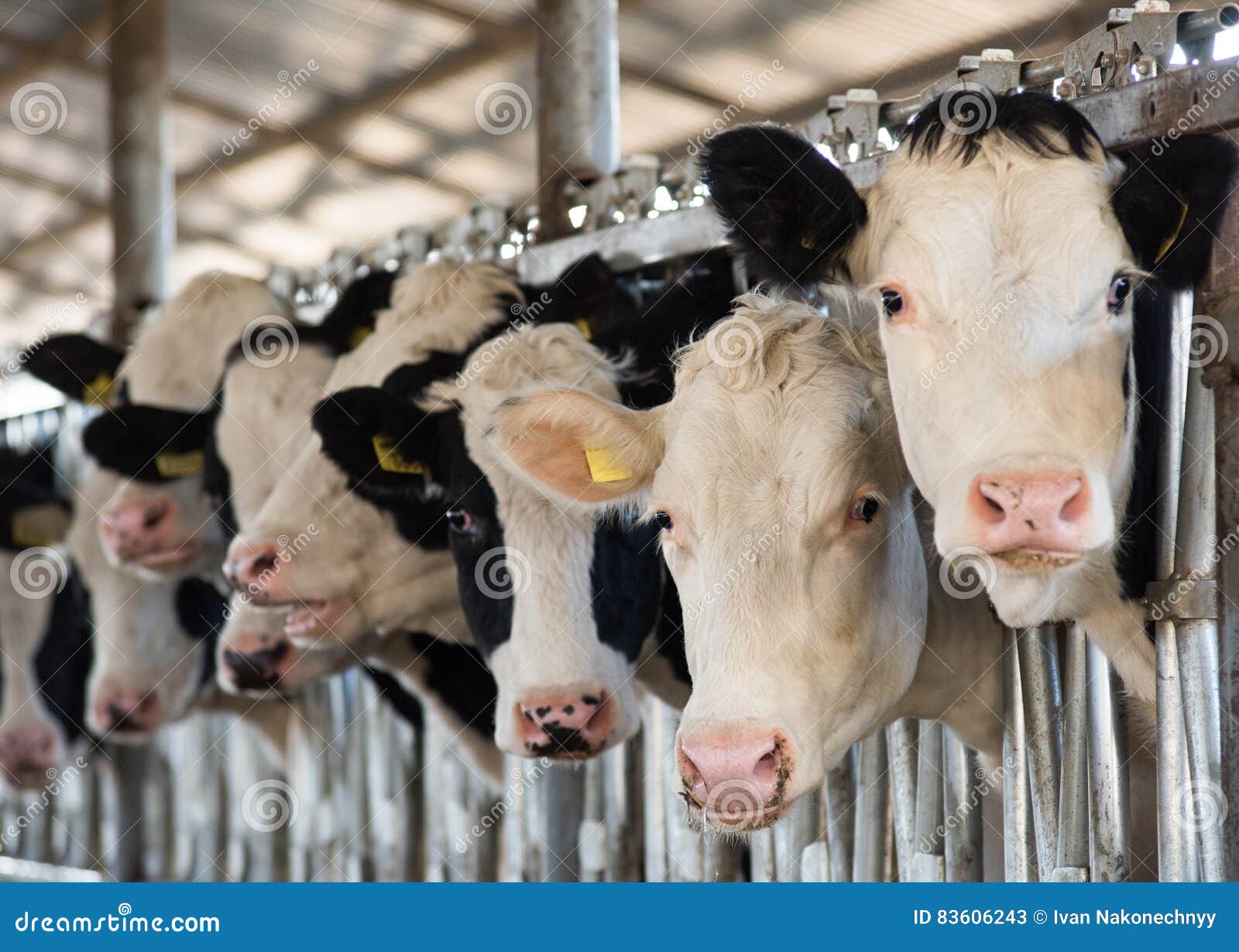 Cows on a farm stock image. Image of cowshed, black, nature - 83606243