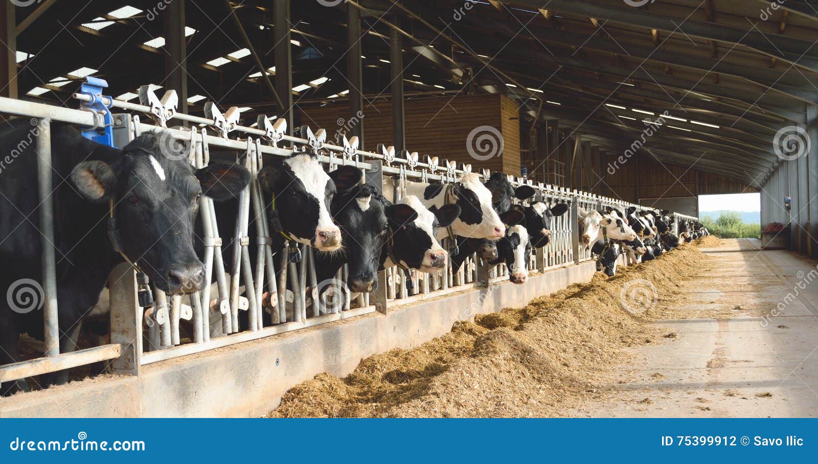 Cows on a farm stock photo. Image of farmland, agriculture - 75399912