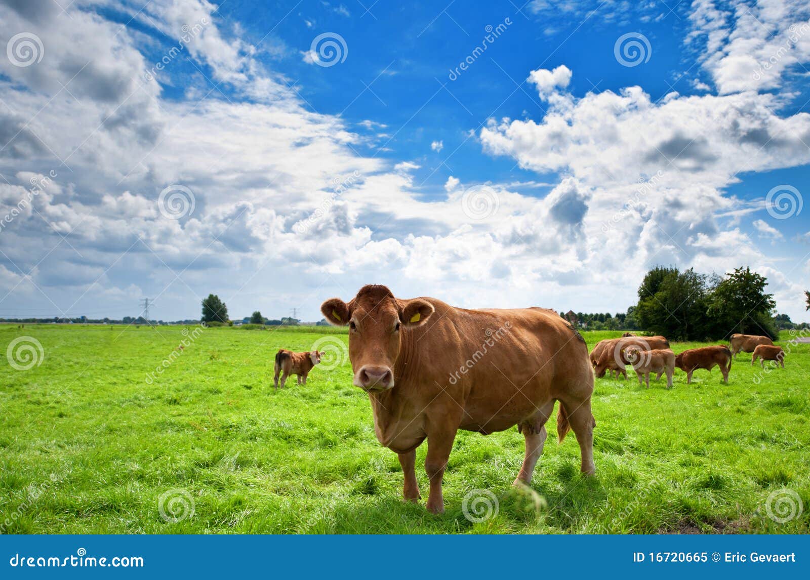 Cows on farmland stock image. Image of grass, outside - 16720665