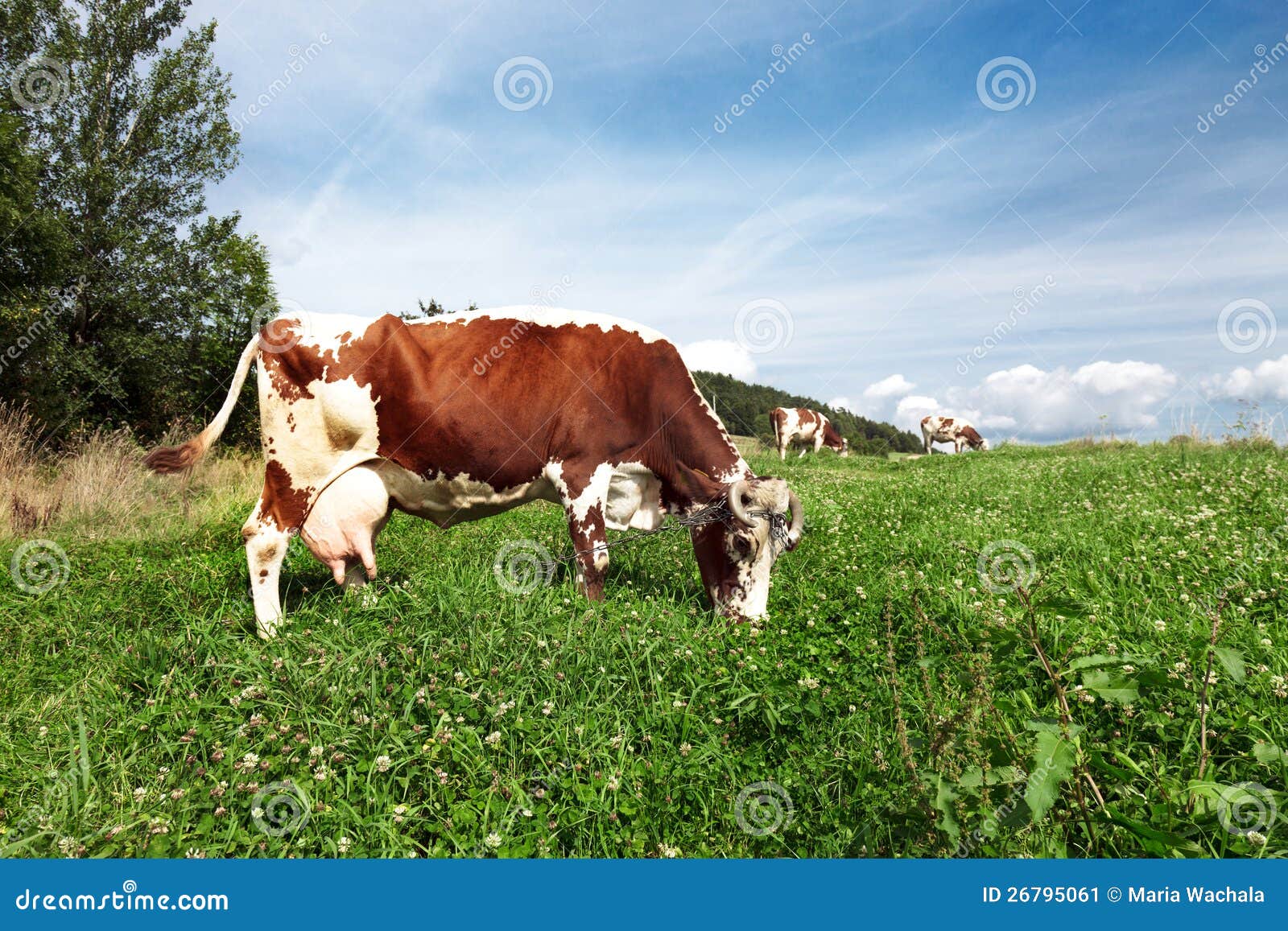 Cows on farmland stock image. Image of country, pastoral - 26795061