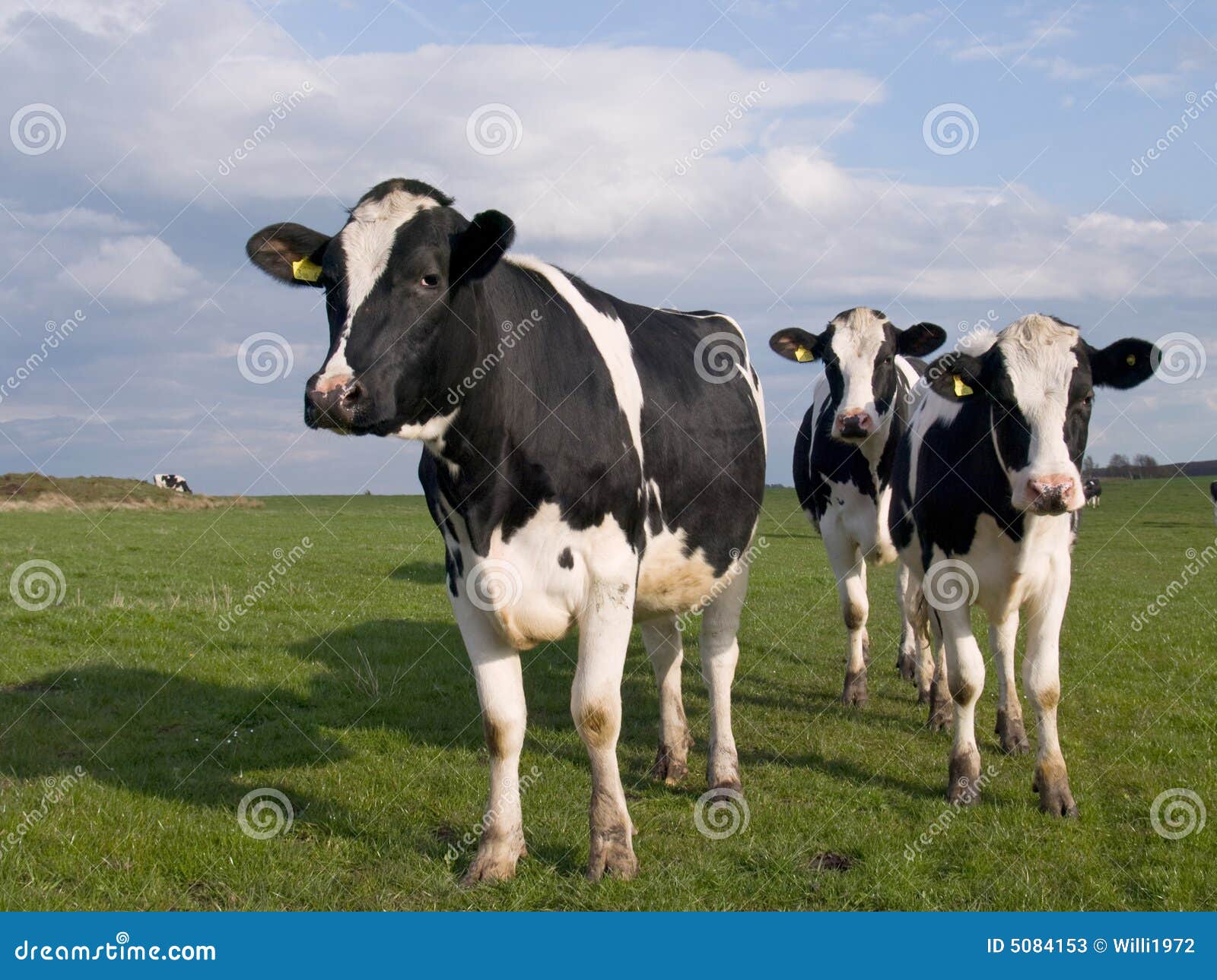 Cows on farmland stock image. Image of feeding, countryside - 5084153